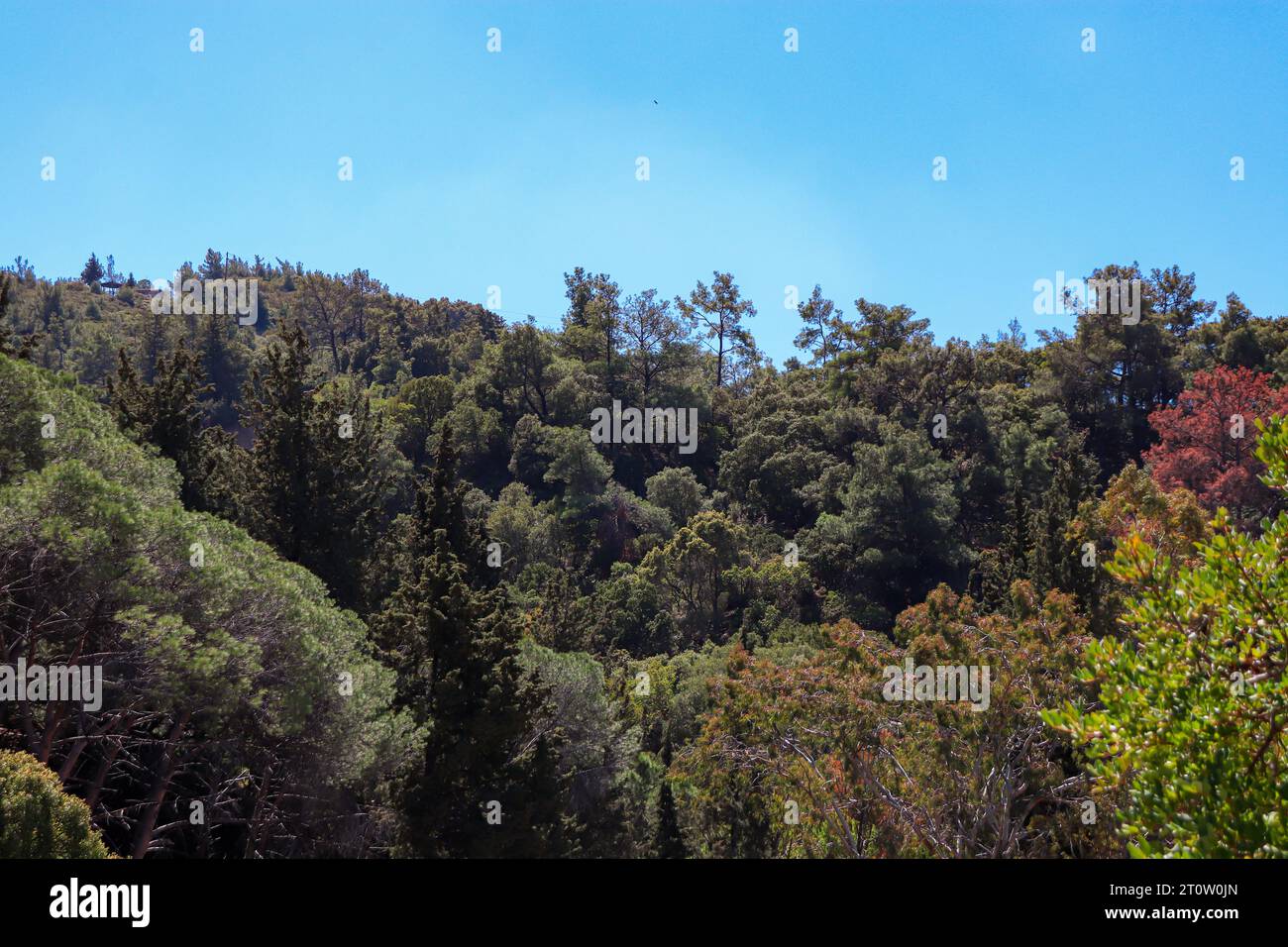 Autumn colored bushy trees on a mountain in Rhodes Island, Greece. The ...