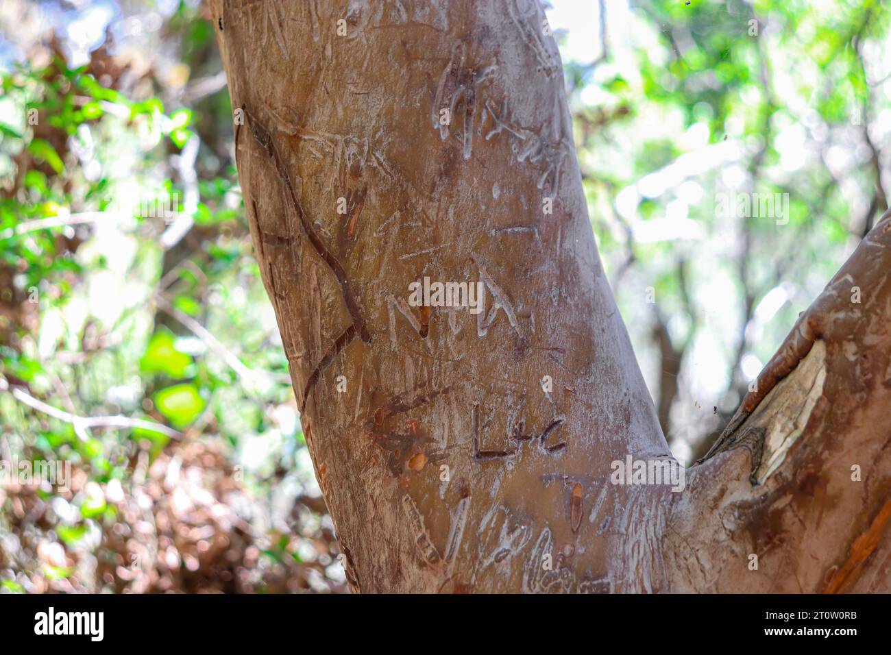 N + A engraved on a thick tree branch stump Stock Photo - Alamy