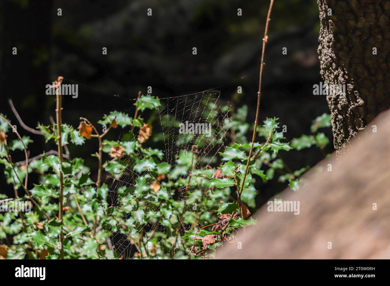Spider web drawn in the Butterfly Valley, Rhodes, Greece nature park ...