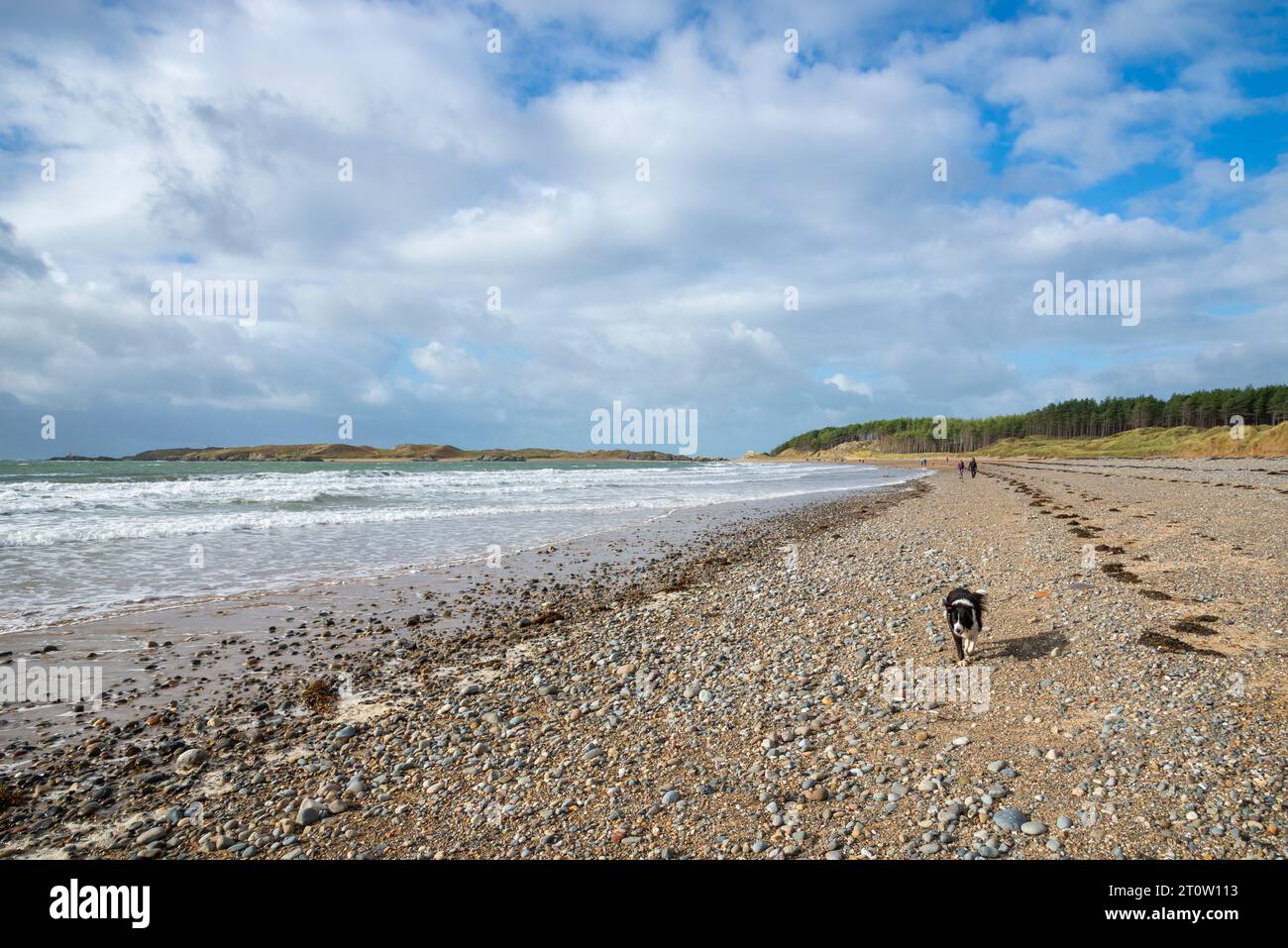 A Border Collie on holiday at Newborough beach, Anglesey, North Wales ...