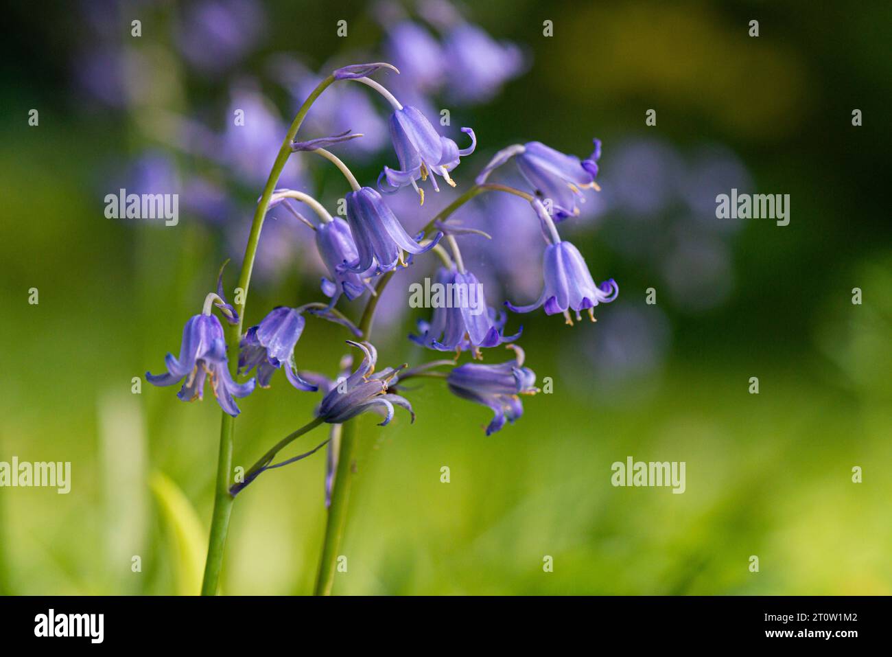 Common bluebell (Hyacinthoides non-scripta Stock Photo - Alamy