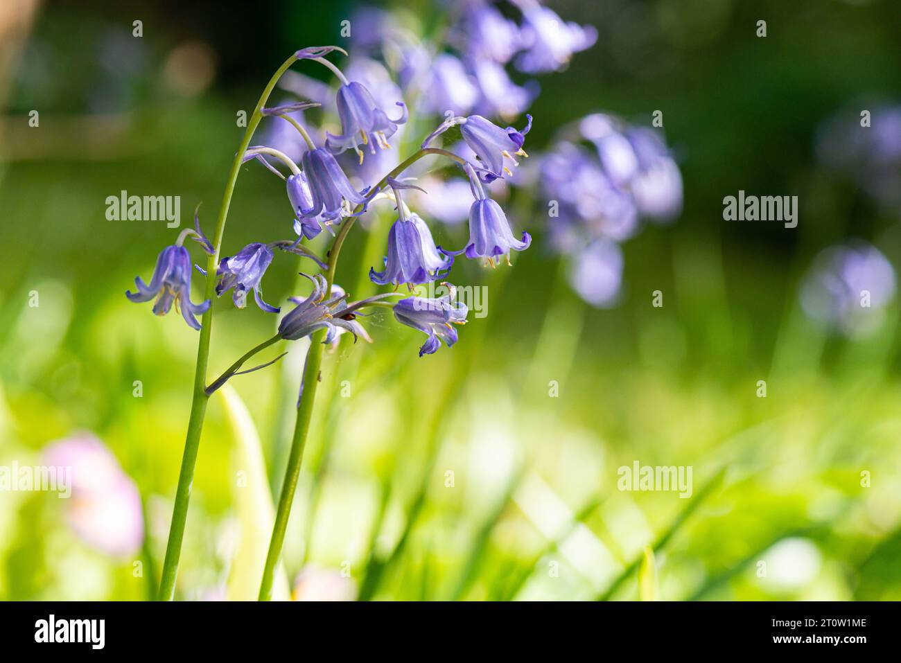 Common bluebell (Hyacinthoides non-scripta Stock Photo - Alamy