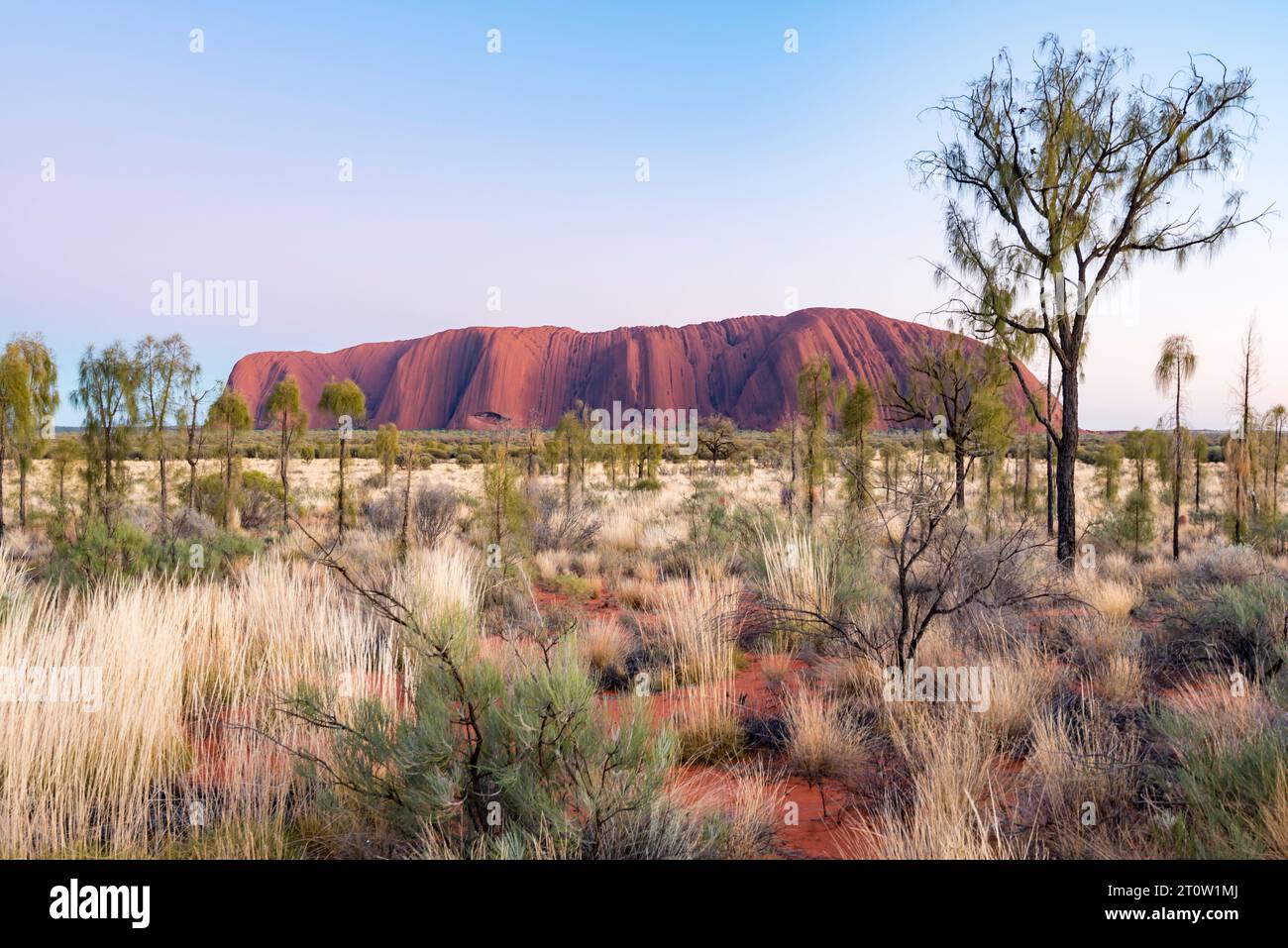 Spinifex grass and Desert Oak trees (Allocasuarina decaisneana) make a ...