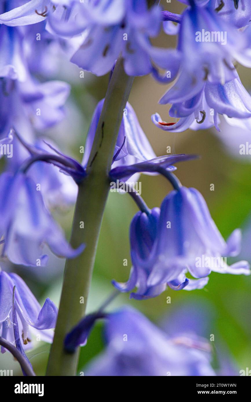 The flowers of a Spanish bluebell (Hyacinthoides hispanica Stock Photo ...