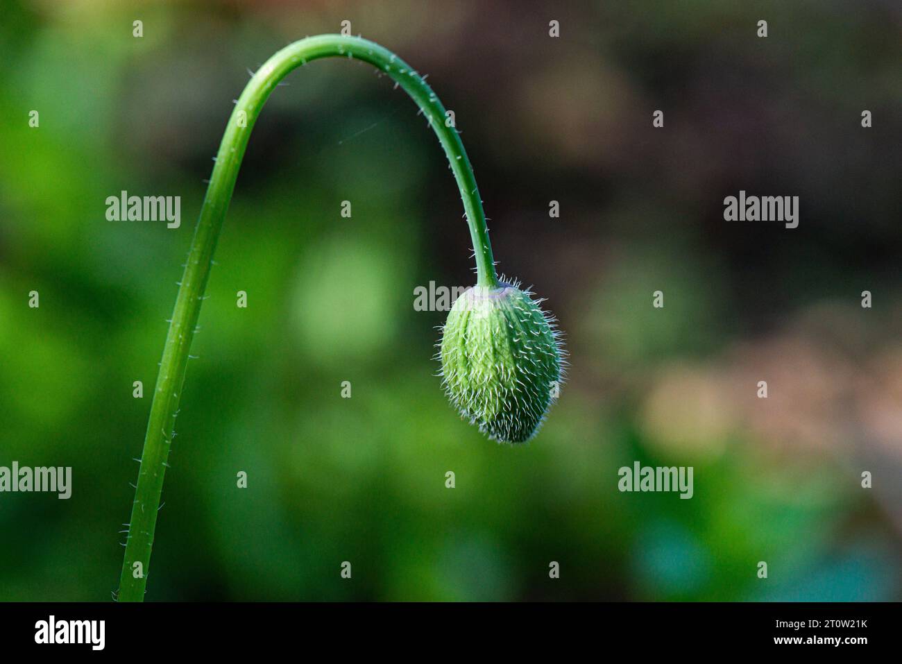 The flower bud of a Welsh poppy (Papaver cambricum Stock Photo - Alamy