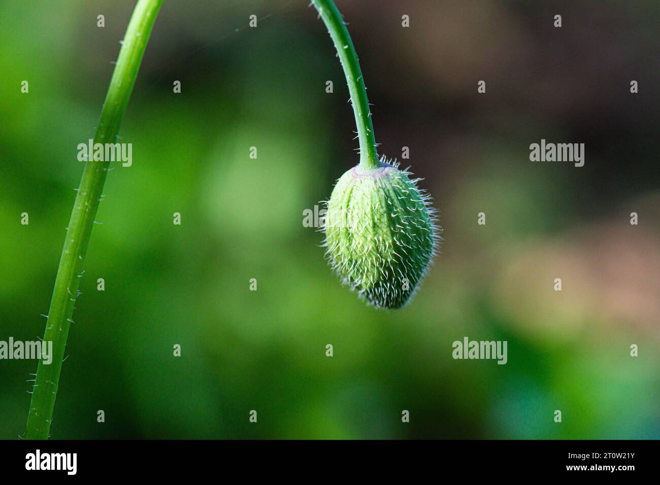 The flower bud of a Welsh poppy (Papaver cambricum Stock Photo - Alamy