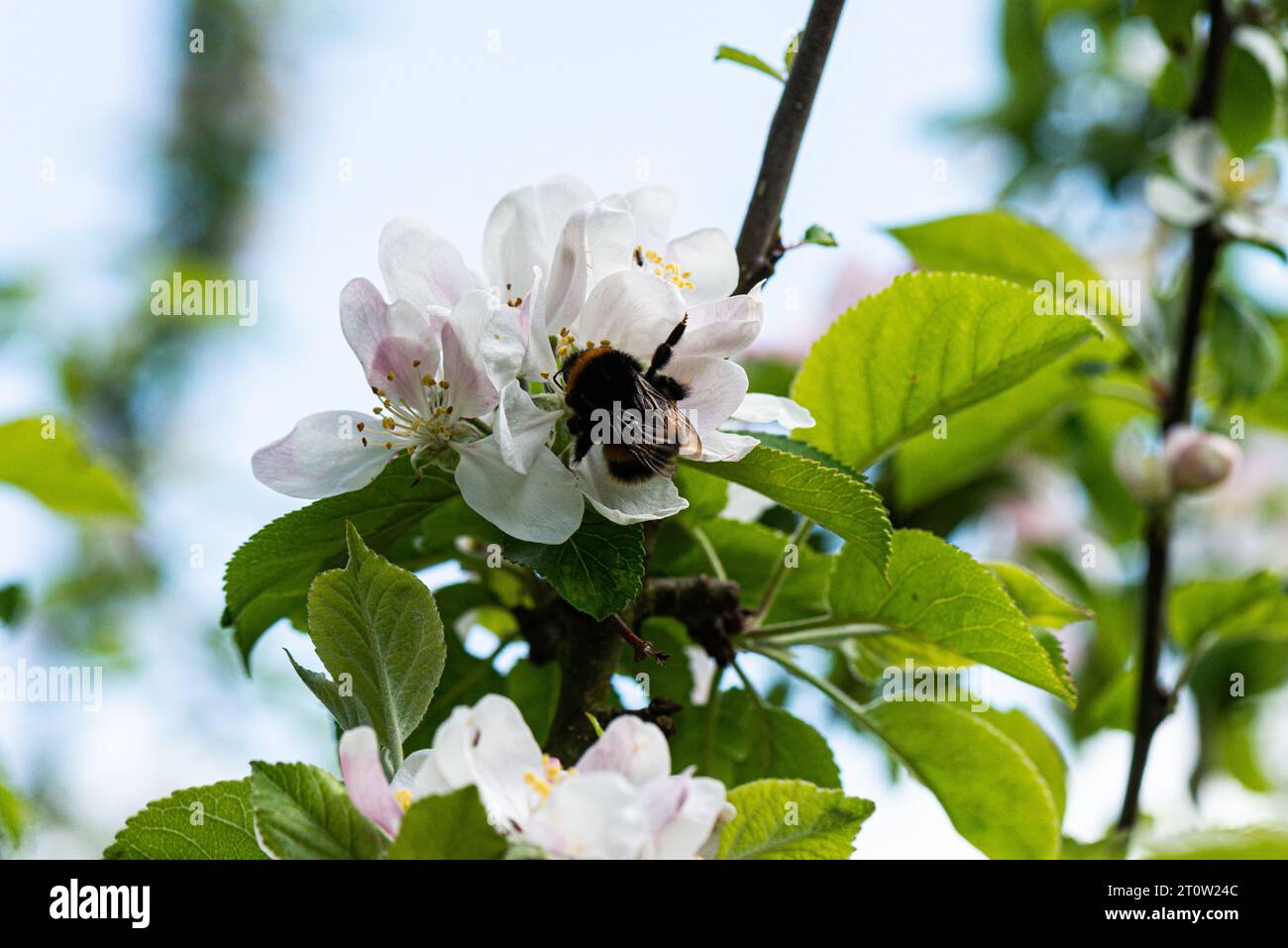 A bumble bee (bombus) on the blossom of an apple tree (Malus domestica ...