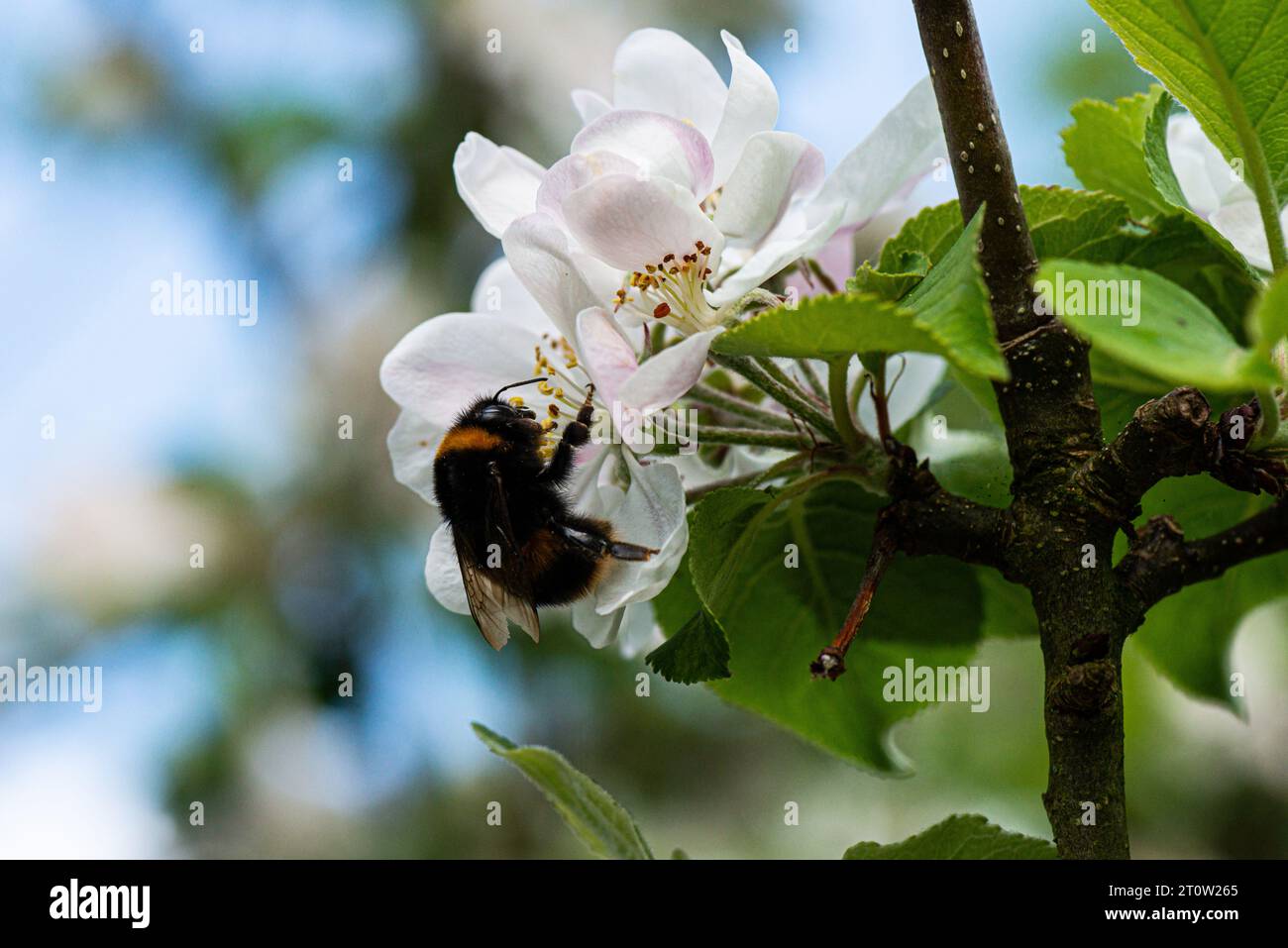 A bumble bee (bombus) on the blossom of an apple tree (Malus domestica ...