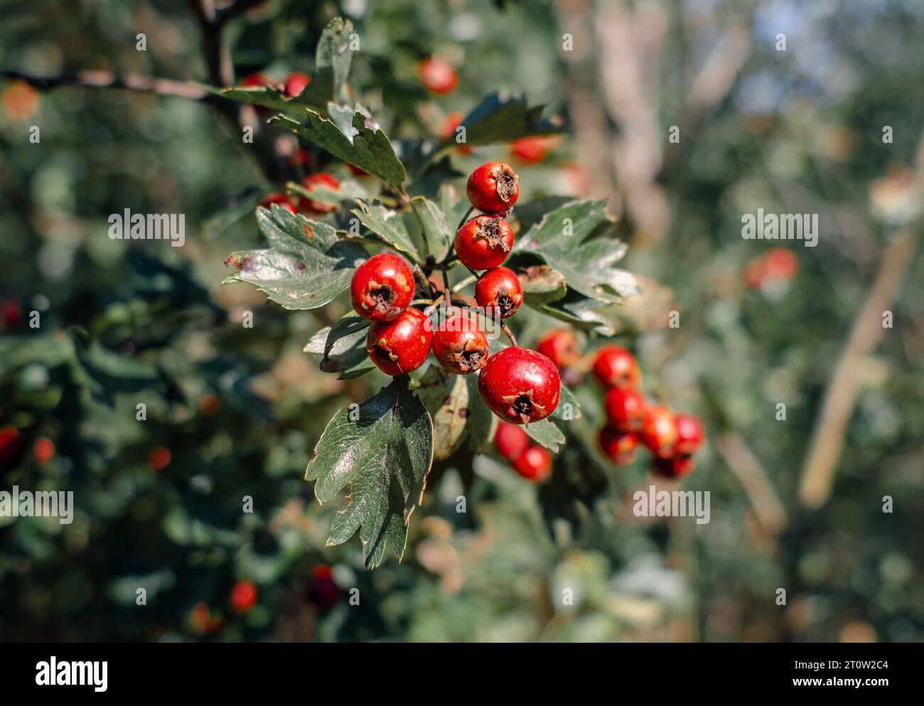 Red hawthorn fruits. Berries close up. High-quality macro photography ...