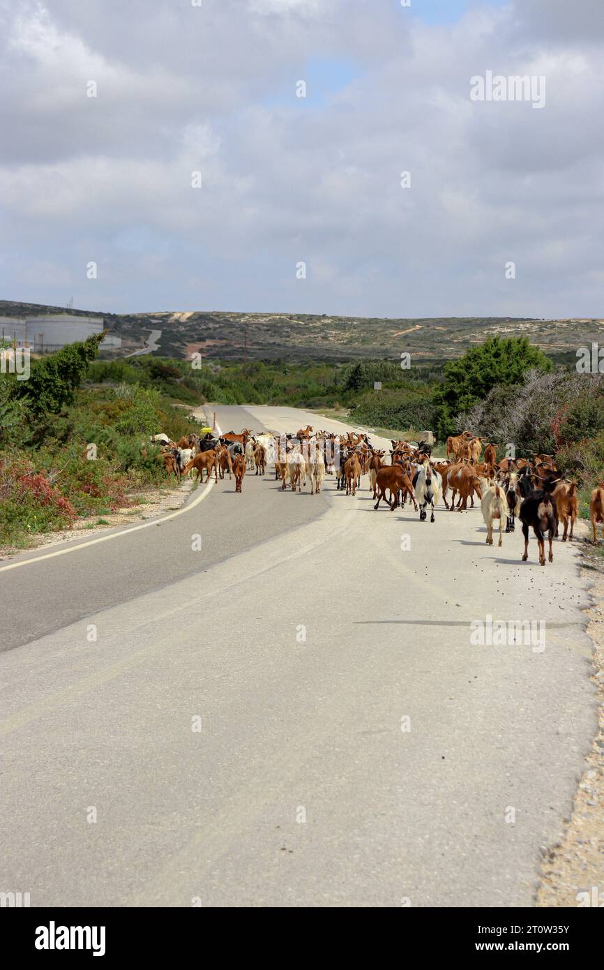 Multiple domestic goats walking on asphalt as they leave a trail of ...