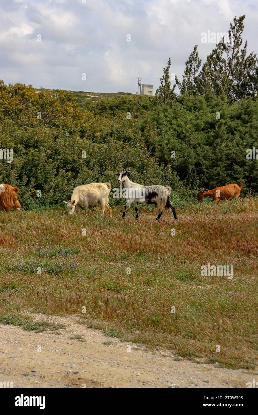 Multiple domestic goats walking along grass on a greenery field in ...