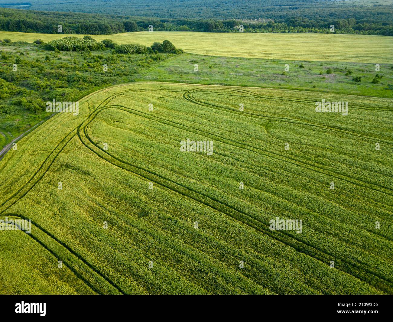 Aerial view rye wheat field hi-res stock photography and images - Alamy