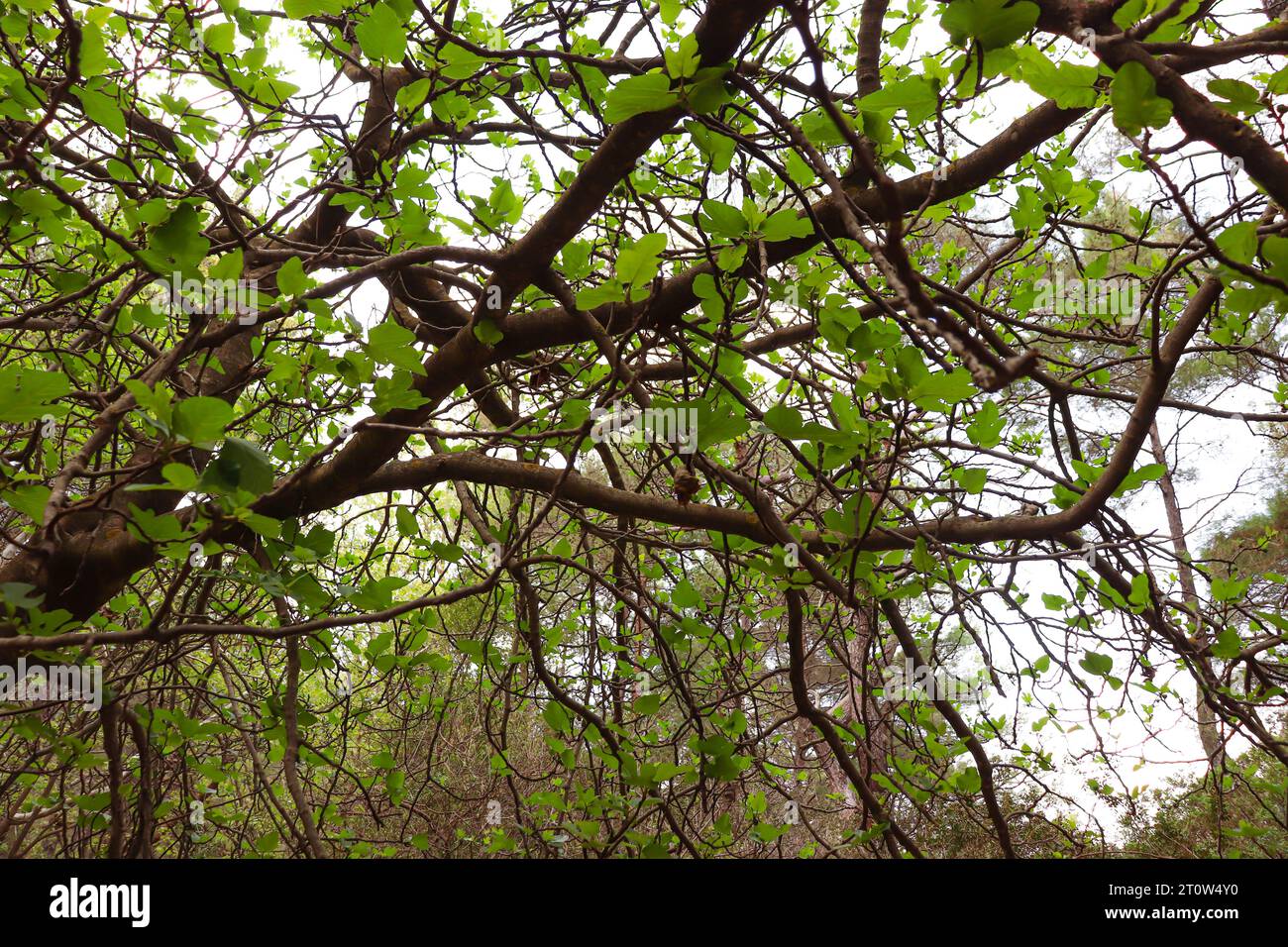 Green leaves on top tree branches texture pattern background Stock ...
