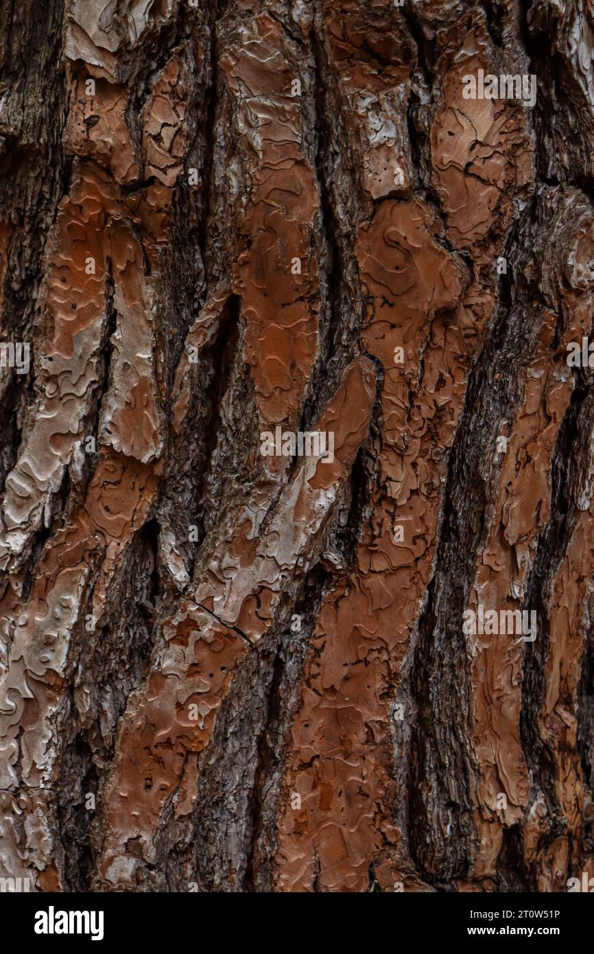 Beautiful natural background tree trunk bark skin Stock Photo - Alamy