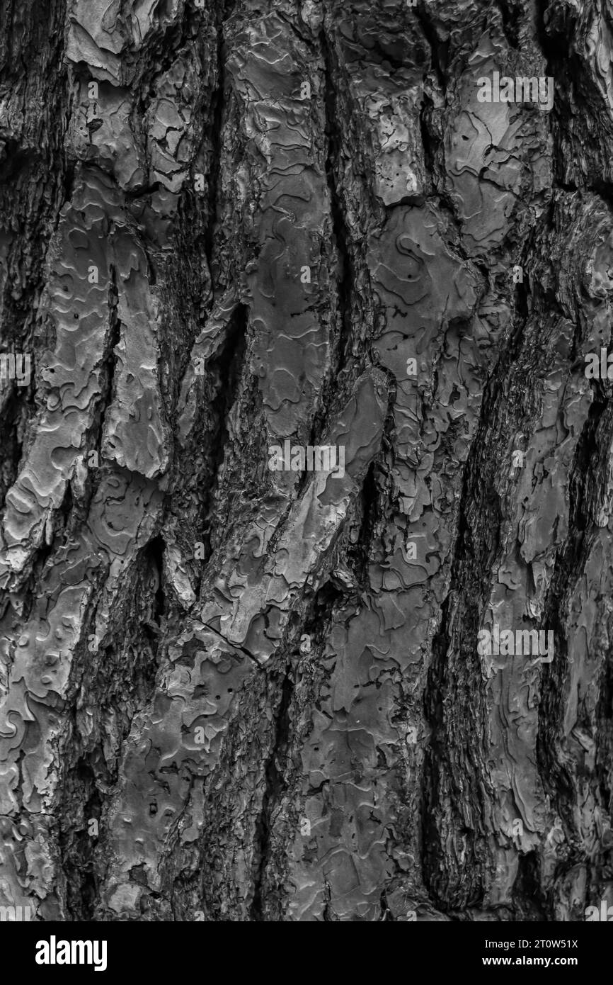 Beautiful black and white natural background tree trunk bark skin Stock ...