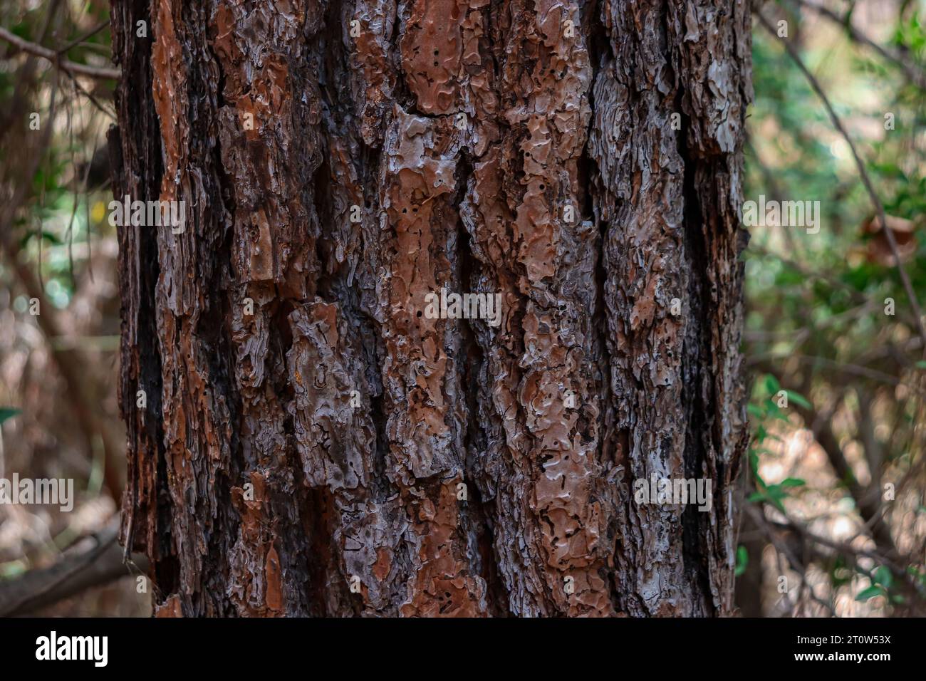 Skin of tree hi-res stock photography and images - Alamy