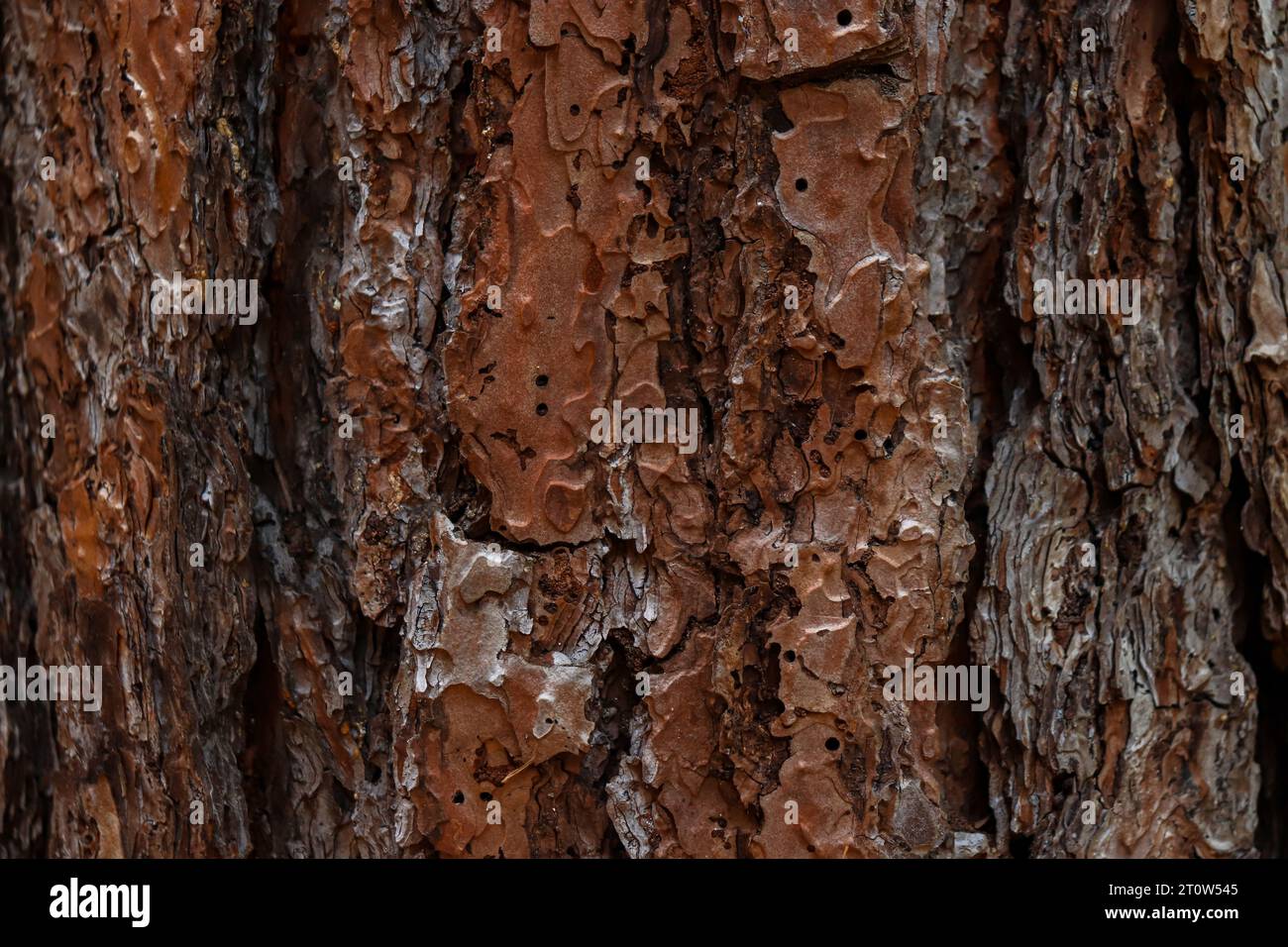 Beautiful natural background tree trunk bark skin Stock Photo - Alamy