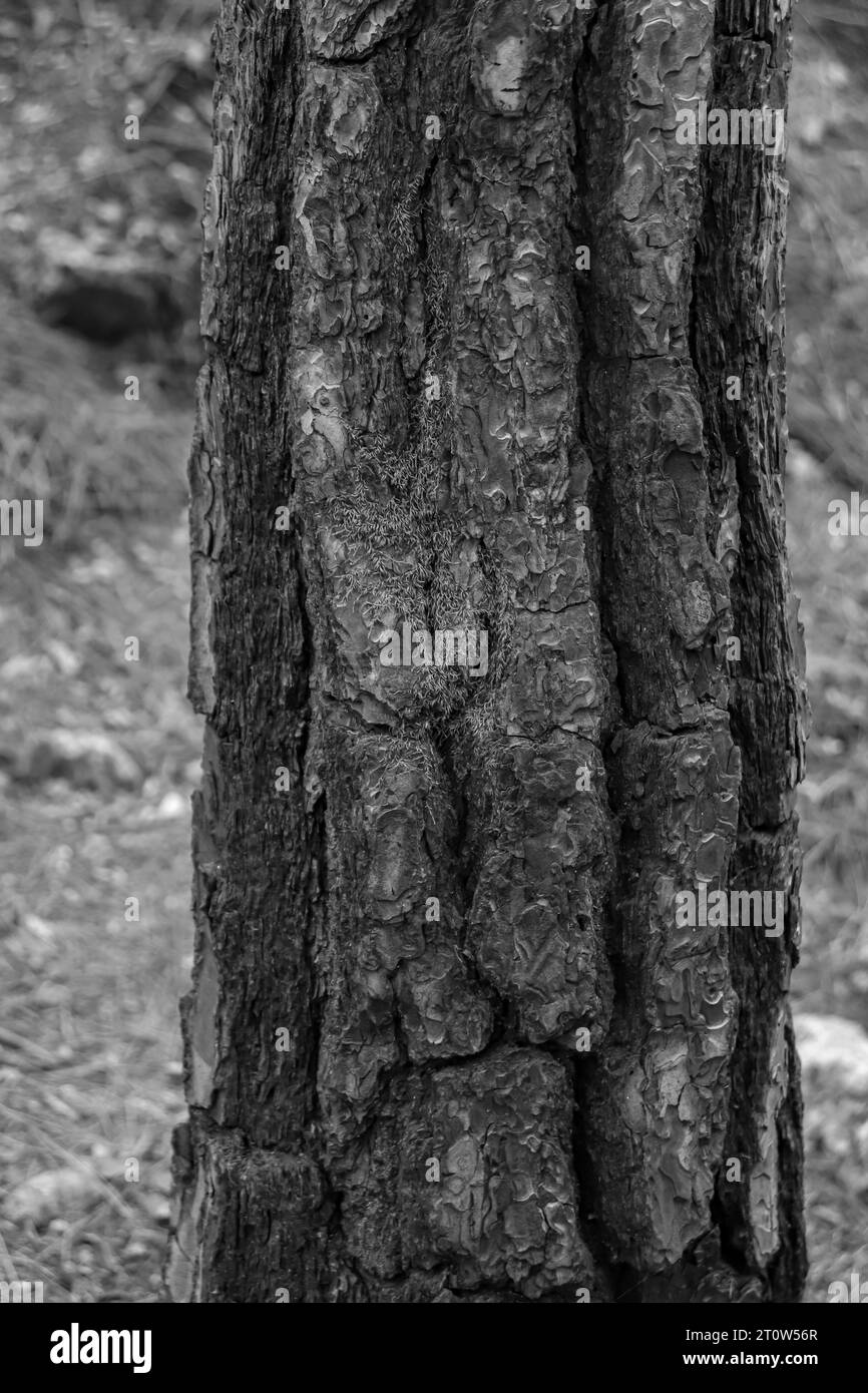 Beautiful black and white natural background tree trunk bark skin Stock ...