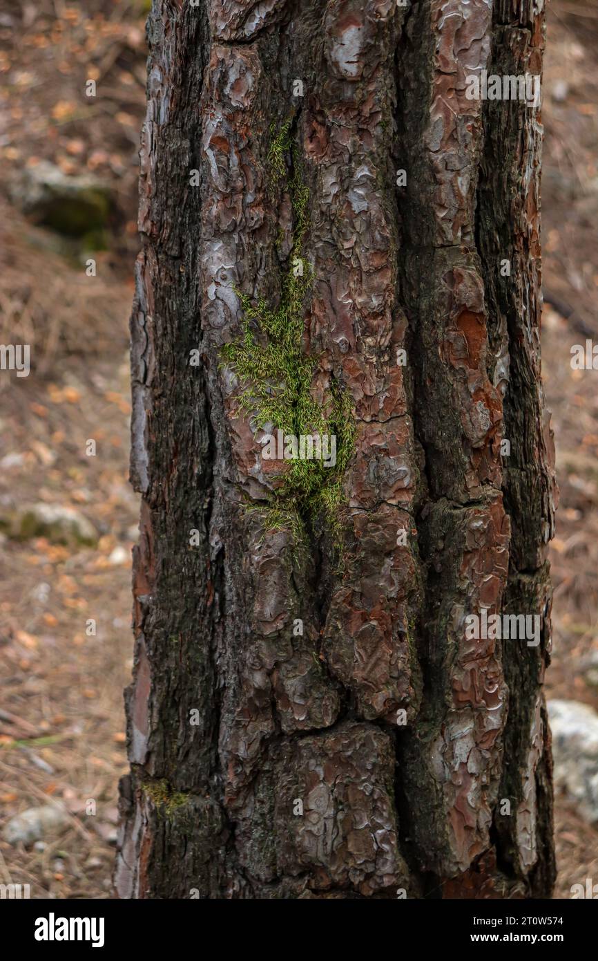 Beautiful natural background tree trunk bark skin Stock Photo - Alamy