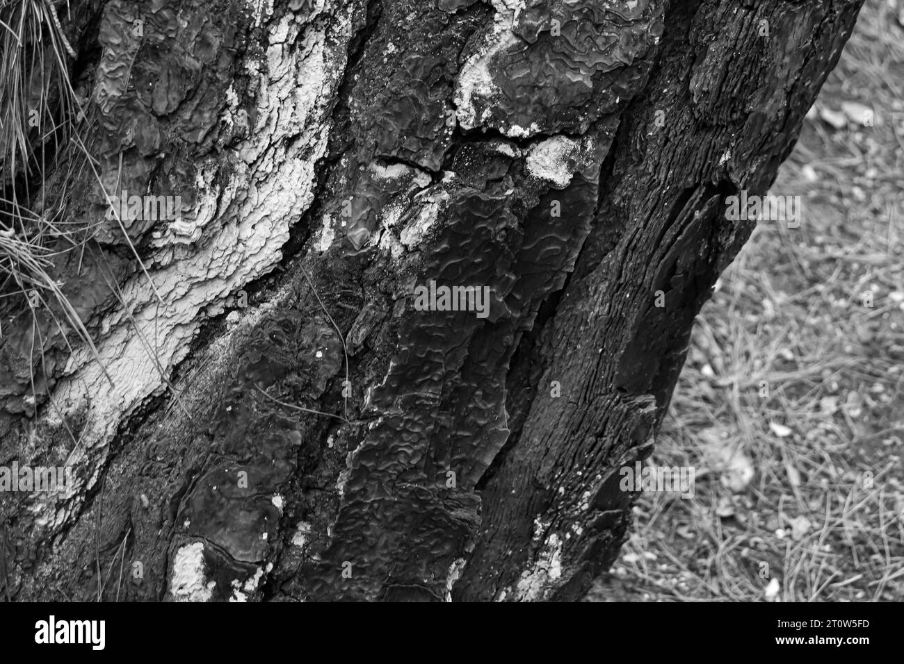Beautiful black and white natural background tree trunk bark skin Stock ...
