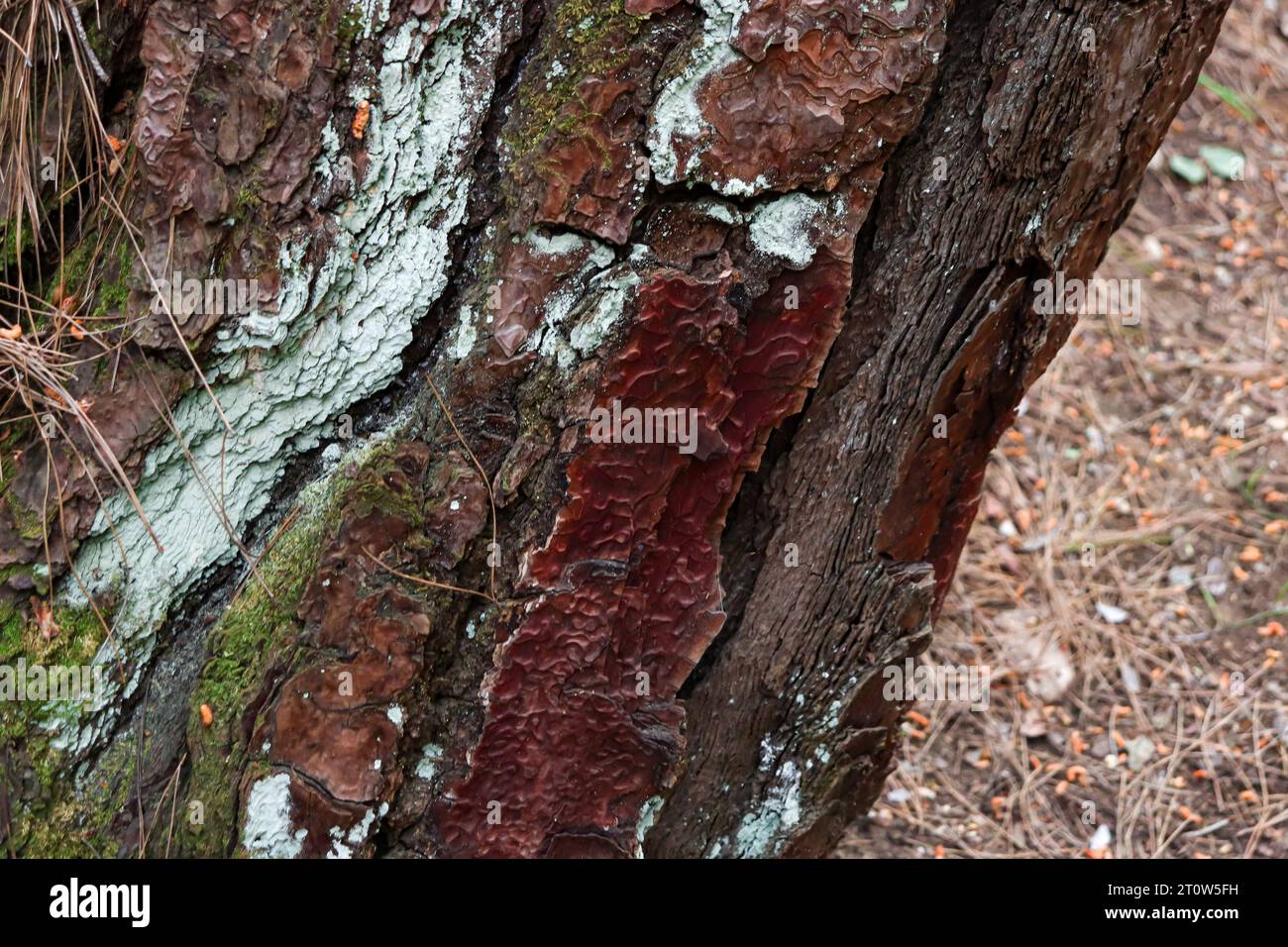 Tree trunk beautiful natural hi-res stock photography and images - Alamy