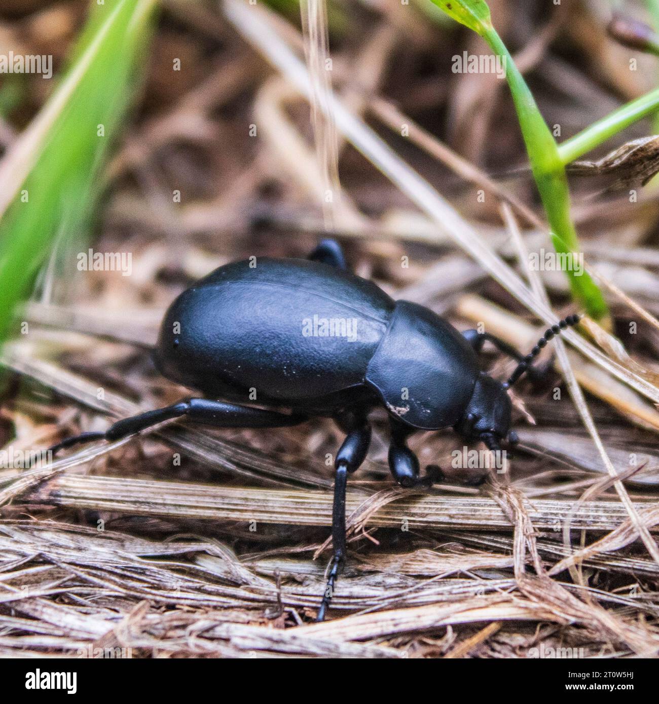 microworld, soft background, bloody - nosed beetle, longhorn beetle ...