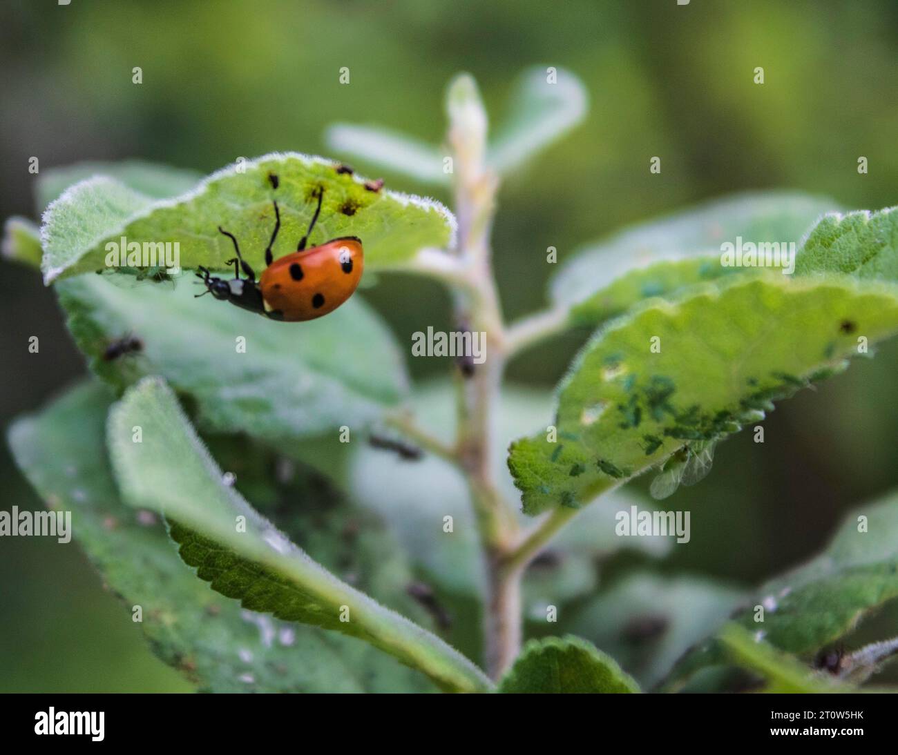 microworld, soft background, bloody - nosed beetle, longhorn beetle ...
