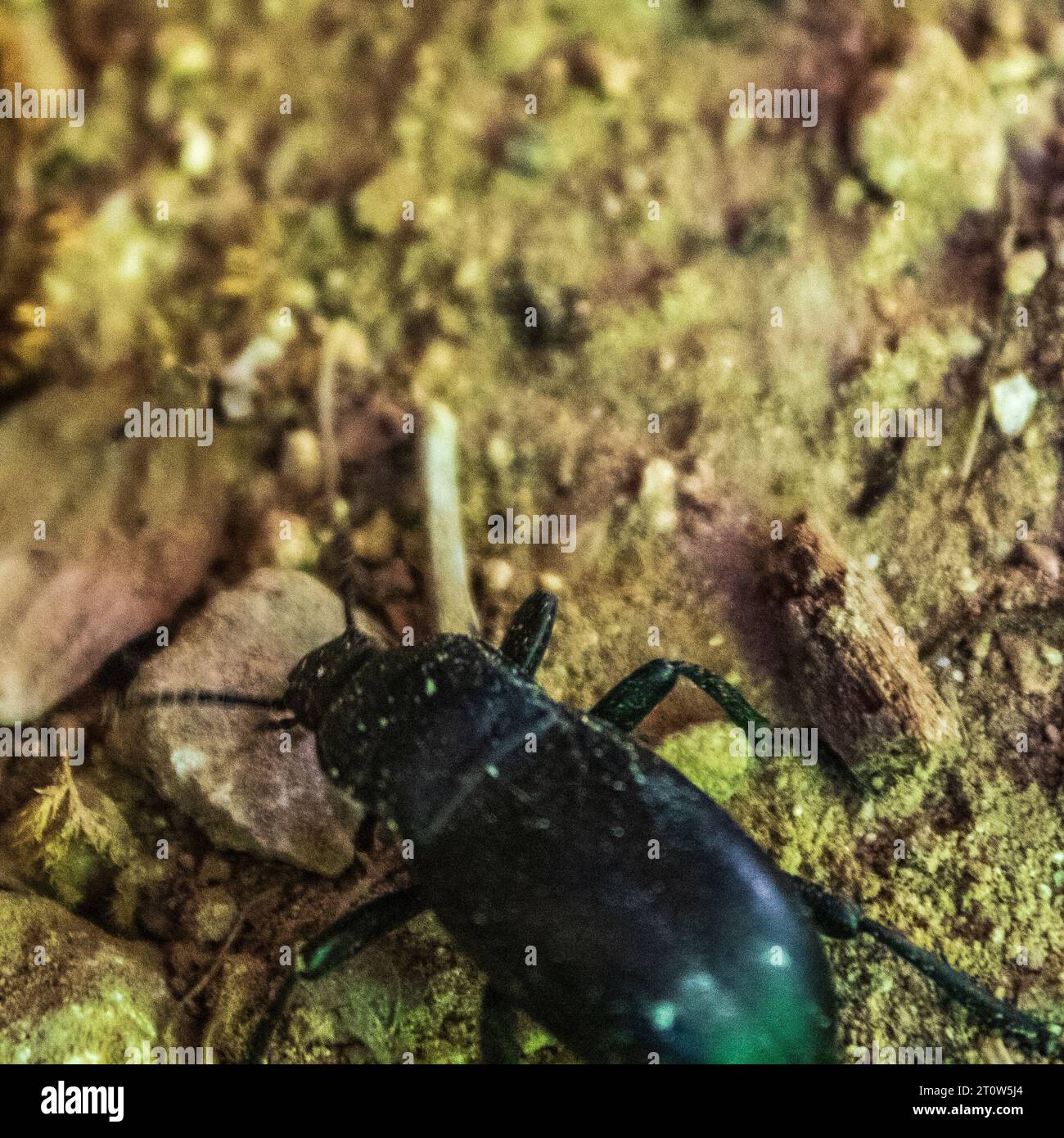 microworld, soft background, bloody - nosed beetle, longhorn beetle ...