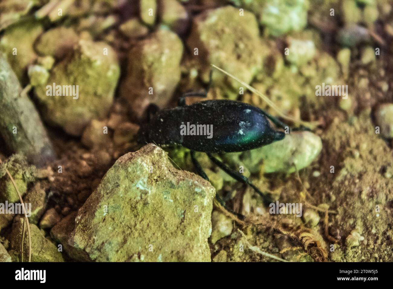 microworld, soft background, bloody - nosed beetle, longhorn beetle ...