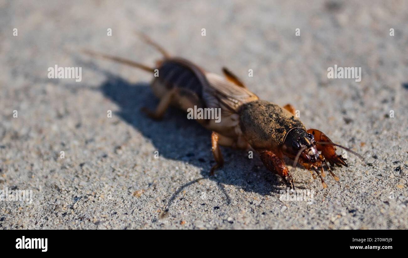 microworld, soft background, bloody - nosed beetle, longhorn beetle ...