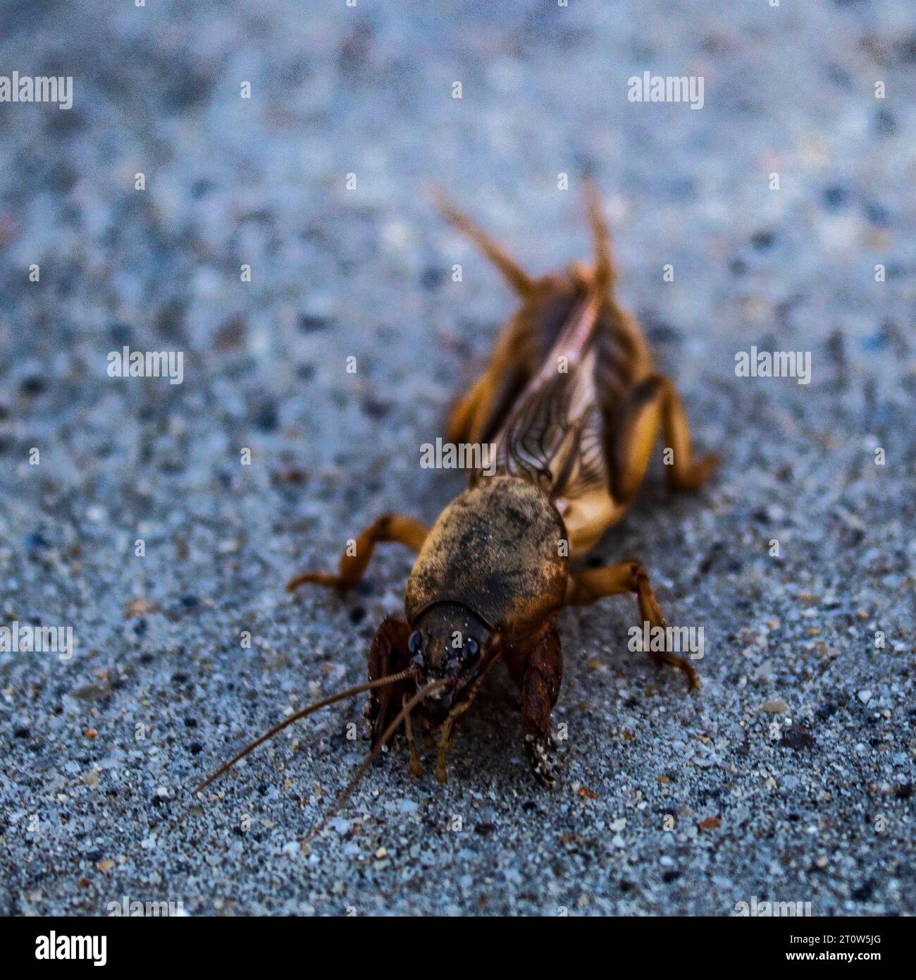 microworld, soft background, bloody - nosed beetle, longhorn beetle ...