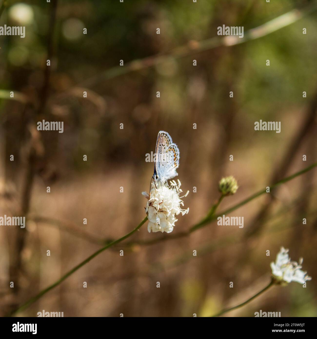 microworld, soft background, bloody - nosed beetle, longhorn beetle ...