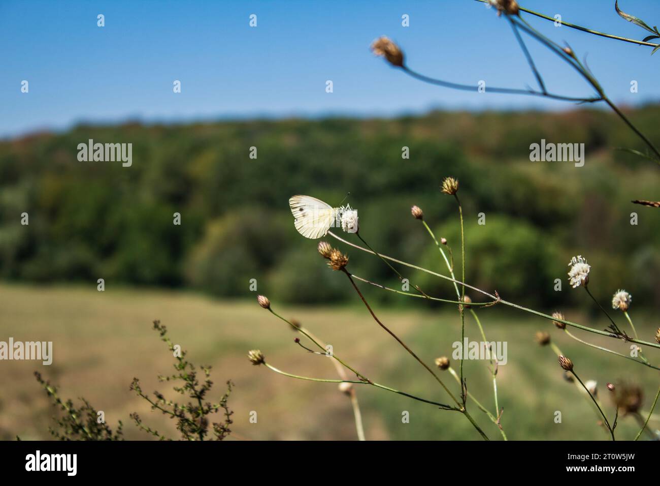 microworld, soft background, bloody - nosed beetle, longhorn beetle ...