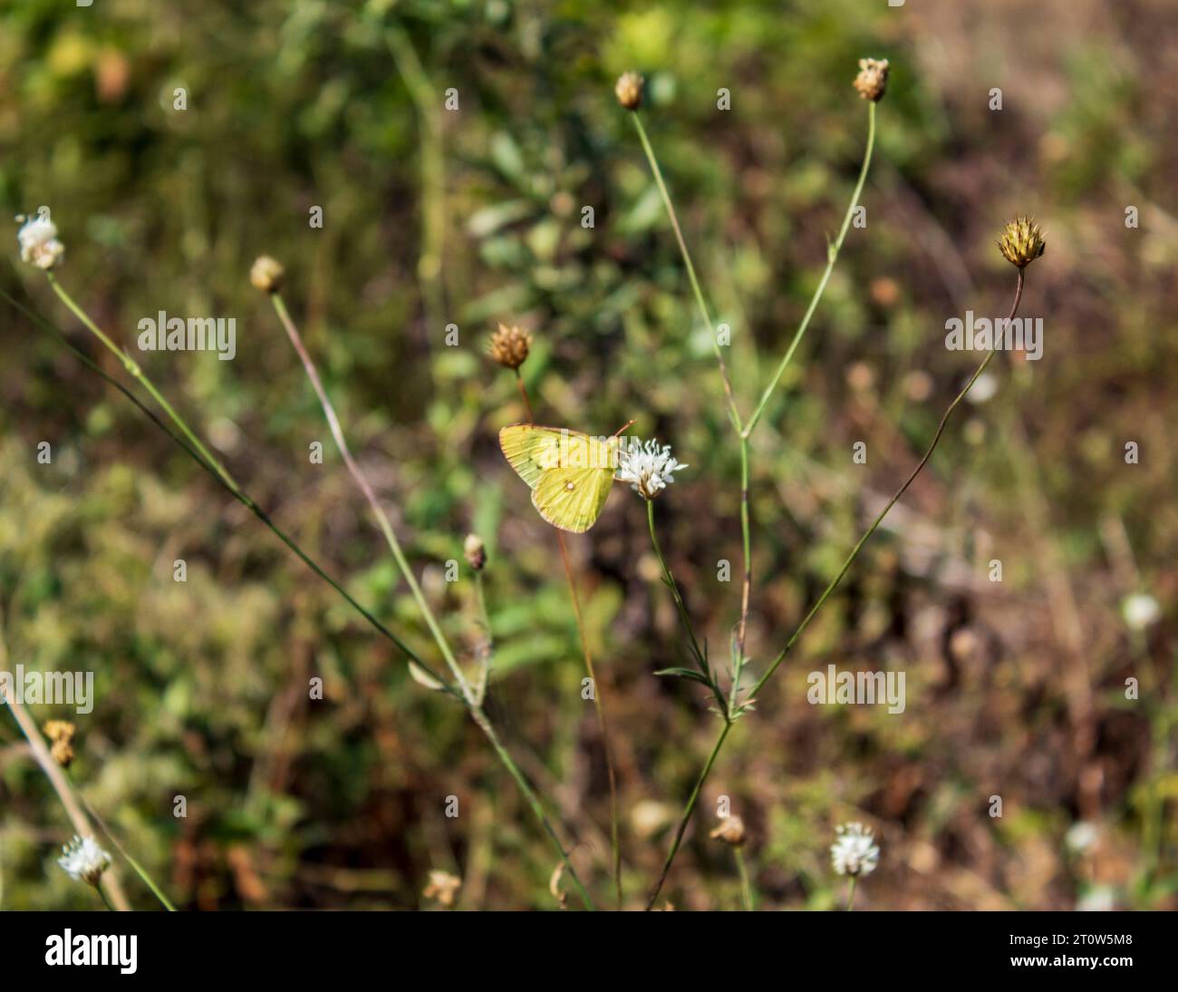 microworld, soft background, bloody - nosed beetle, longhorn beetle ...