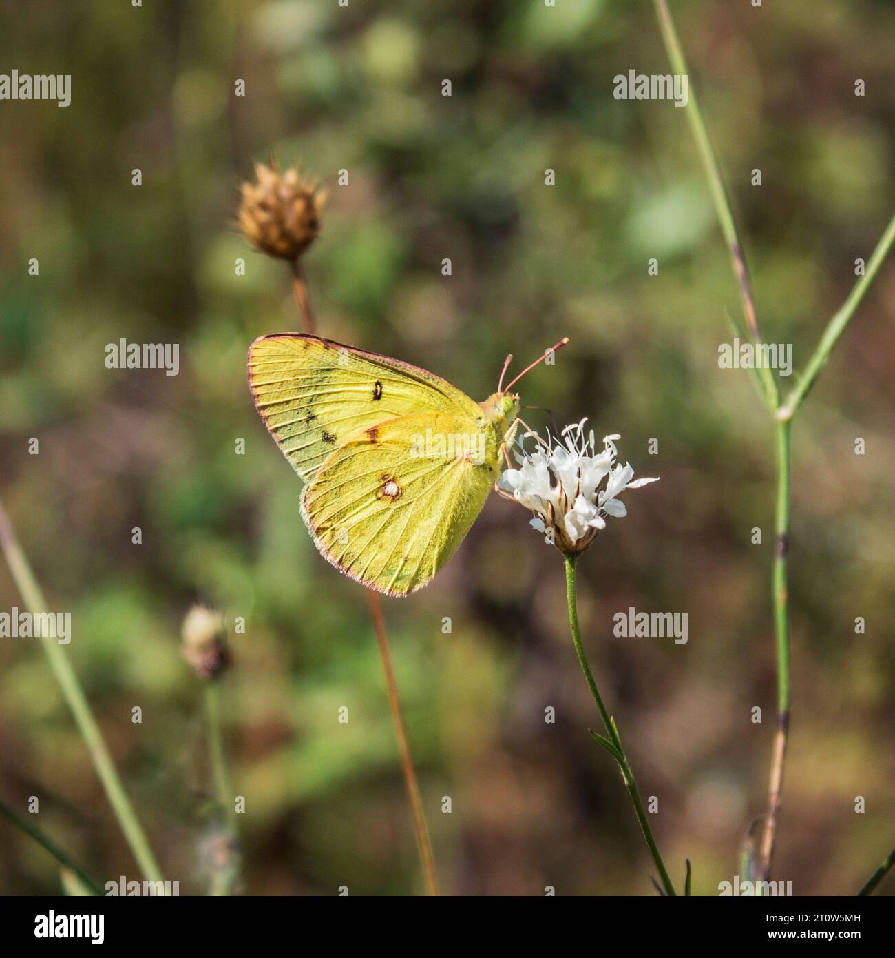 microworld, soft background, bloody - nosed beetle, longhorn beetle ...