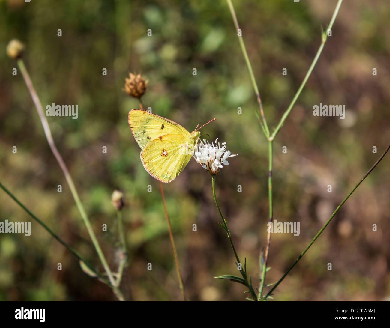 microworld, soft background, bloody - nosed beetle, longhorn beetle ...