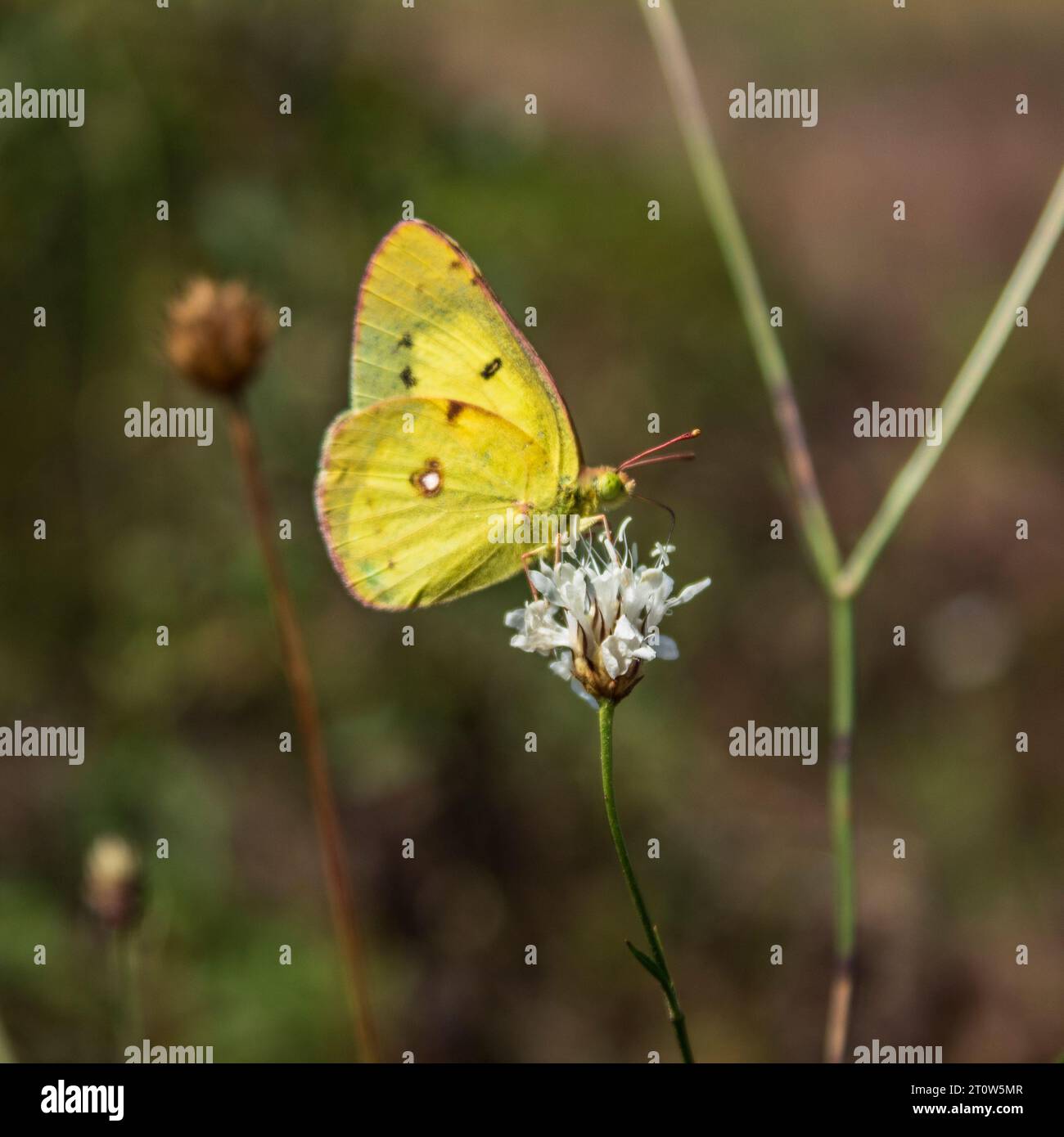 microworld, soft background, bloody - nosed beetle, longhorn beetle ...