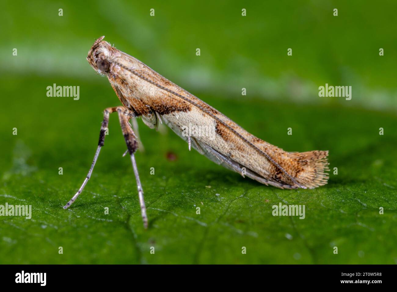 Pale maple slender hi-res stock photography and images - Alamy