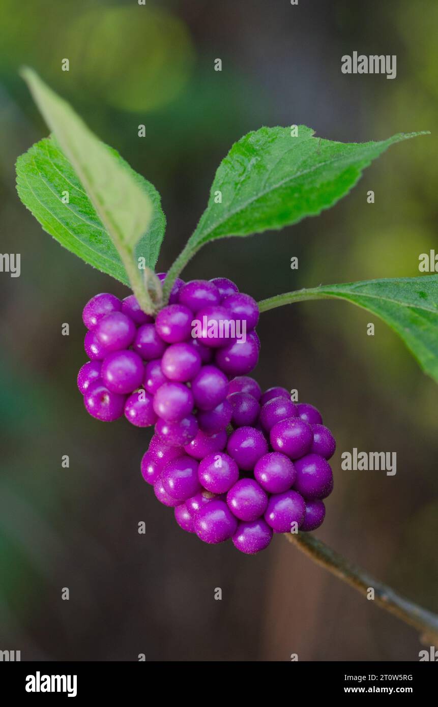 Callicarpa americana autumn hi-res stock photography and images - Alamy