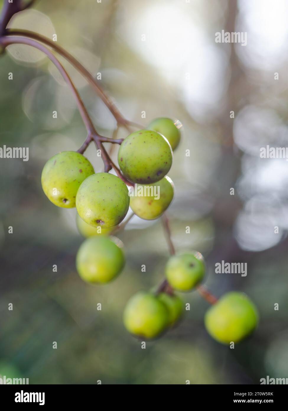 The fruits of the invasive chinaberry tree, Melia azedarach, growing in ...