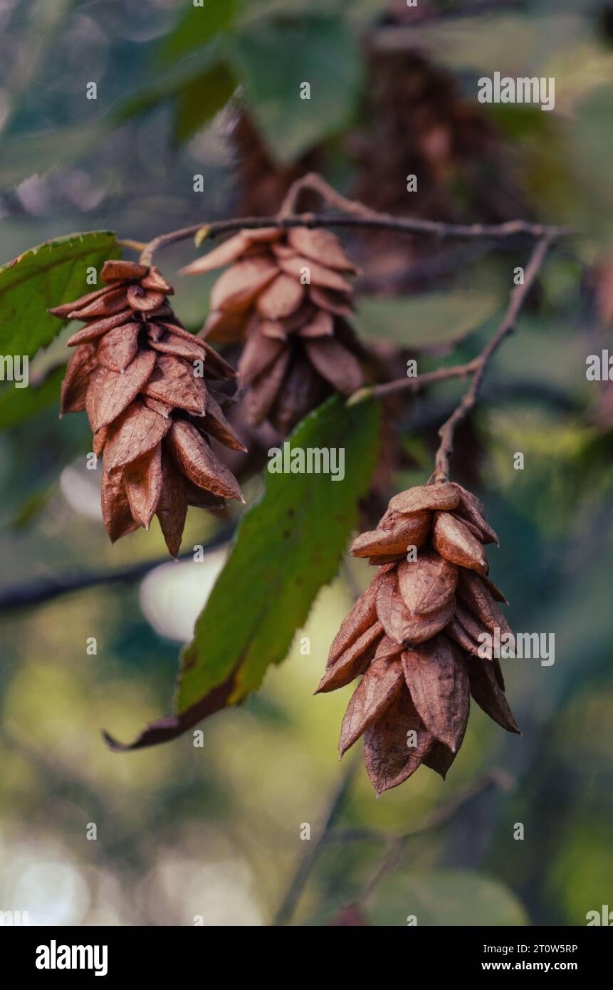 American hophornbeam tree hi-res stock photography and images - Alamy