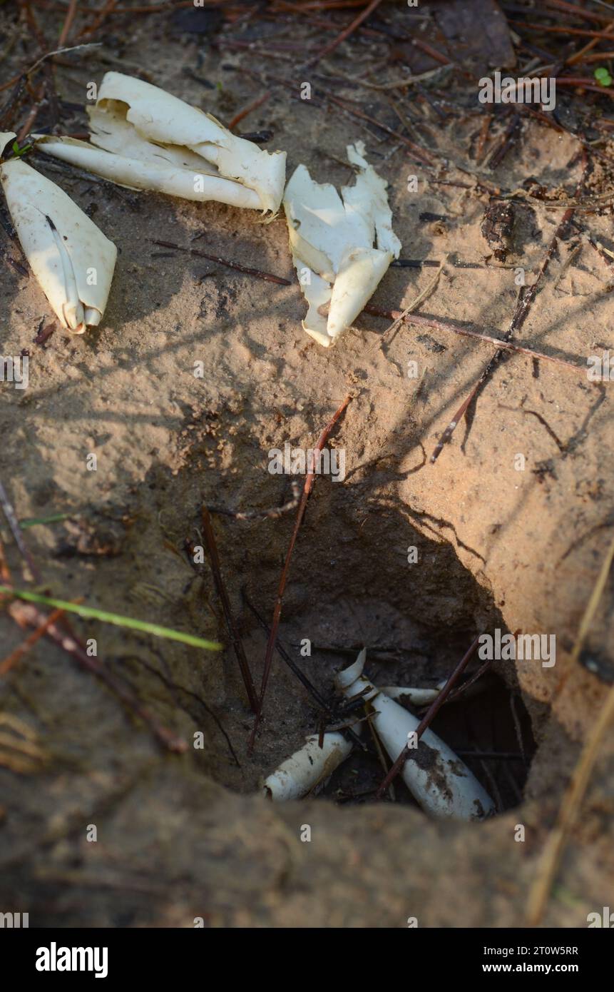 A dug up turtle nest filled with broken eggs that have been eaten Stock ...