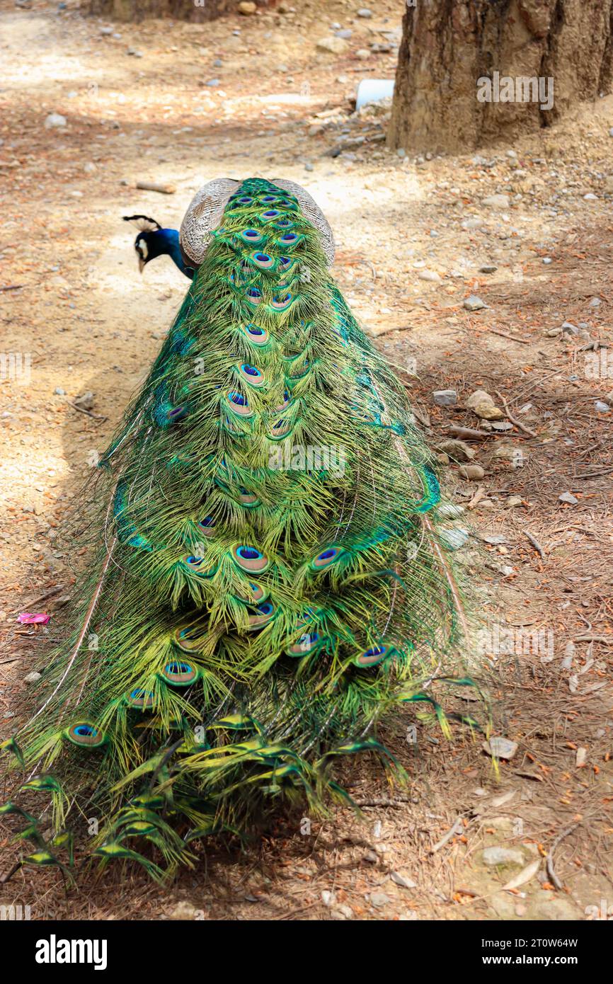 Peacock (Peafowl, Peachicken) train tail closed from behind at the ...