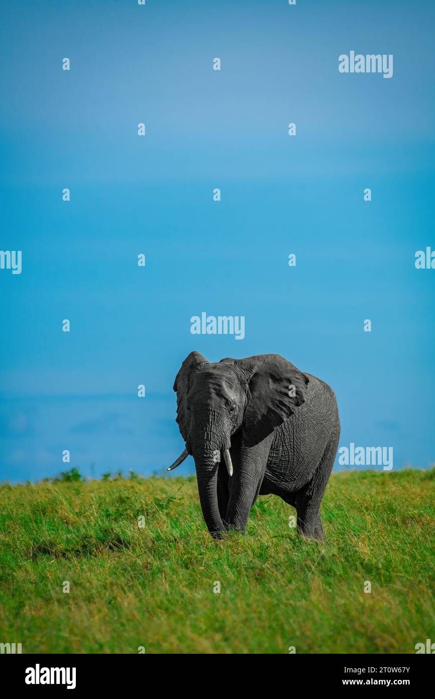 African Elephants, African Elephant, Group of African Elephants ...