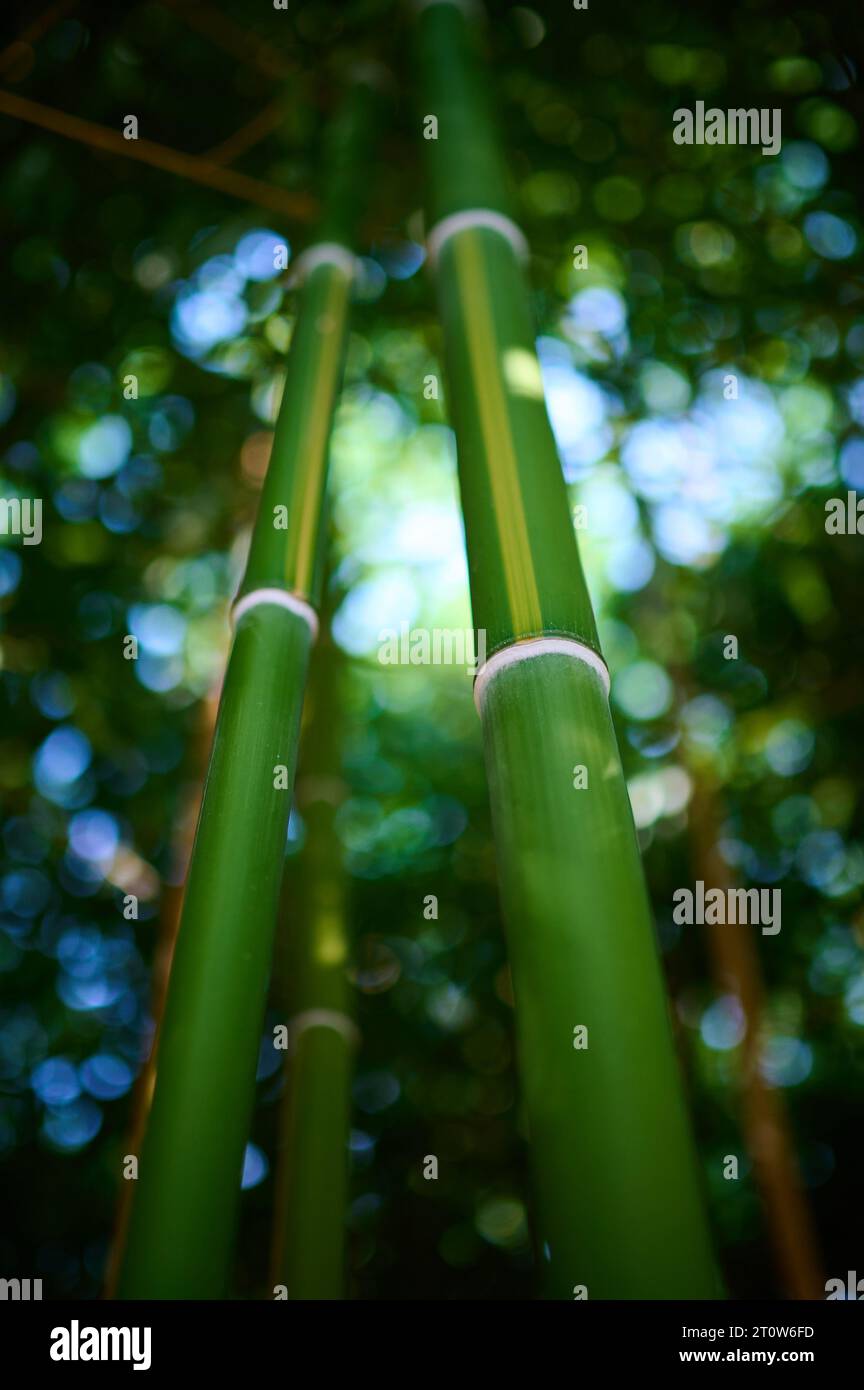 A dense bamboo grove captivates with its unique beauty Stock Photo - Alamy