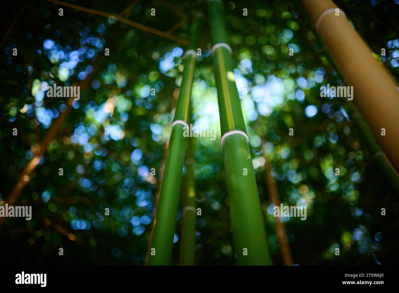 A dense bamboo grove captivates with its unique beauty Stock Photo - Alamy
