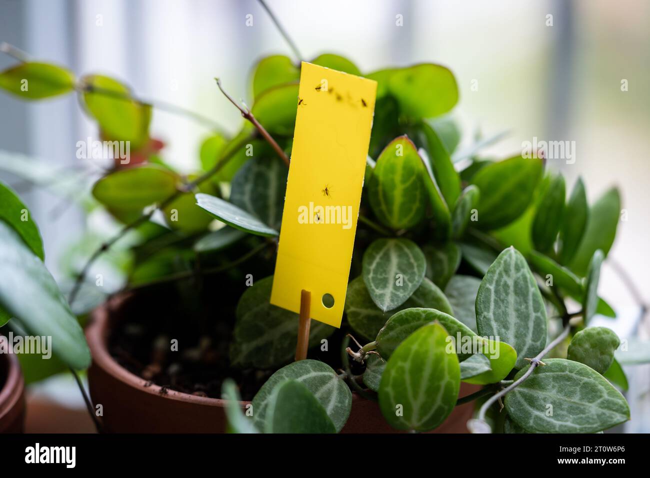 Fungus gnats stuck on yellow sticky trap. Flypaper for Sciaridae insect ...