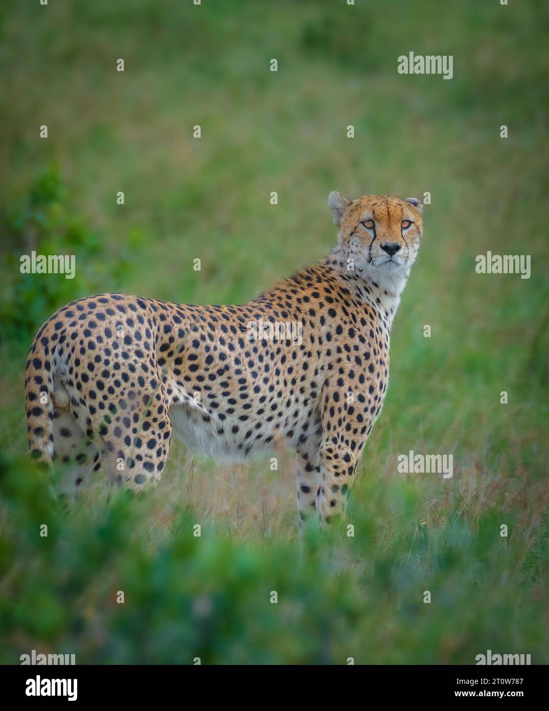 African Cheetah from Maasai mara Kenya, Africa, Cheetah, Cheetah ...
