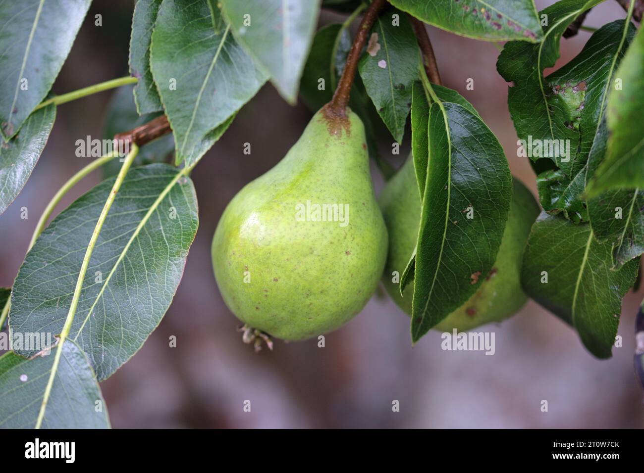 Pear packhams triumph hi-res stock photography and images - Alamy