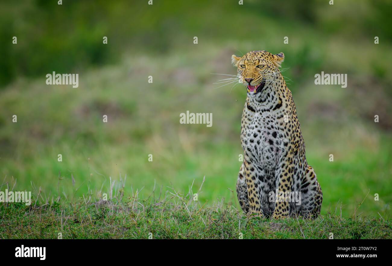 Leopard and Cub, Leopard with cub, African leopards, African leopard ...